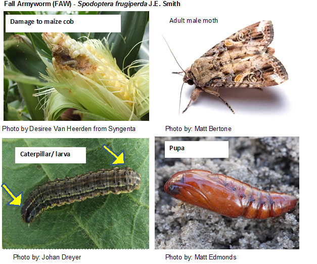 Fall Armyworm Update